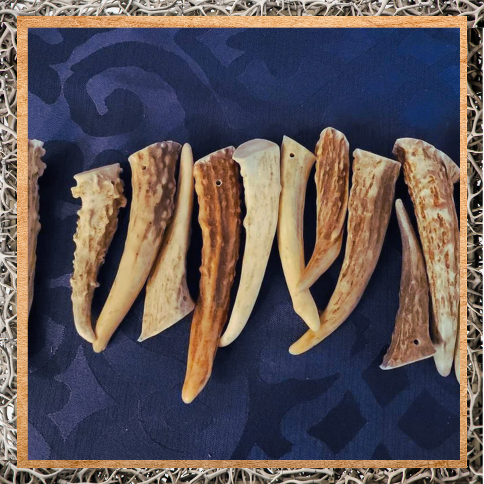 24 - Medium Deer Antler Gnarly Brow Tine Tips, Points, Pendants (Grade ...