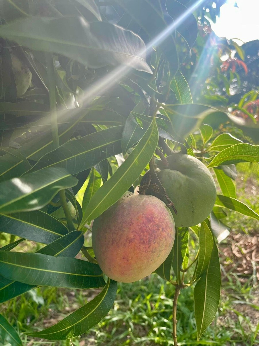 Dwarf Mango Trees Are There Dwarf Mangoes Means More Space!