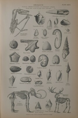 1886 Imprimer Géologie Fossiles Strates Ptérodactyle Hamtes Mégacéros ...