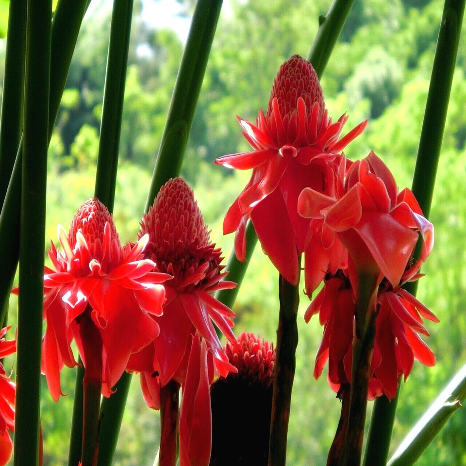 10 RED TORCH Ginger Seeds (Etlingera elatior) Flower Tropical Garden ...