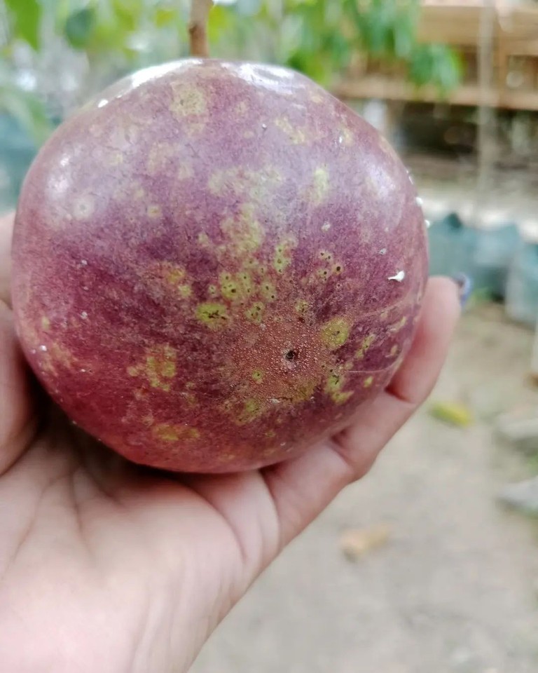 Purple Star Apple Caimito 500+ Seedss (Chrysophyllum cainito) | eBay