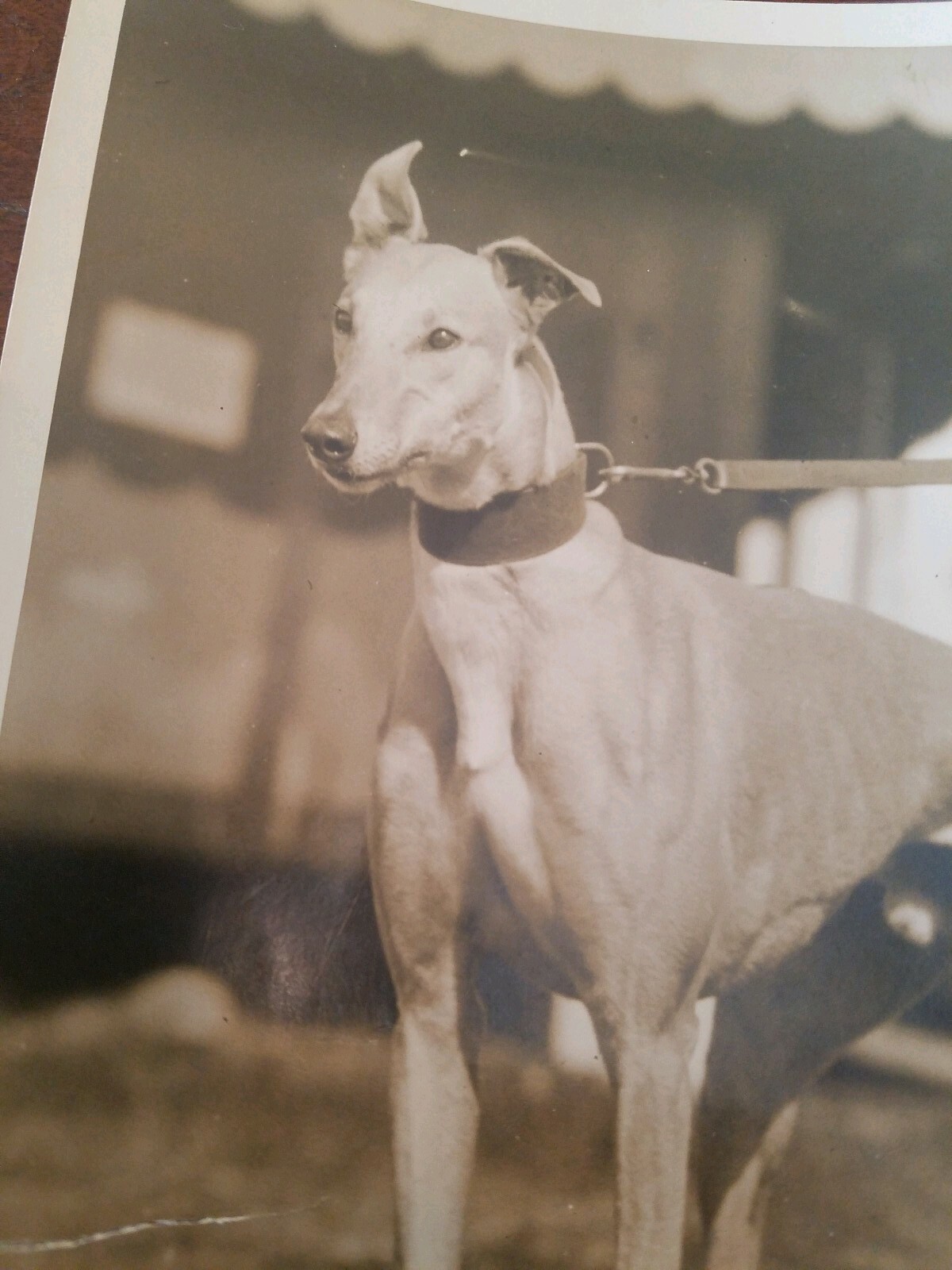 Vintage Old Photo of Beautiful Dog "Grey Bush" Animal Picture 6 1/2 x 9 ...