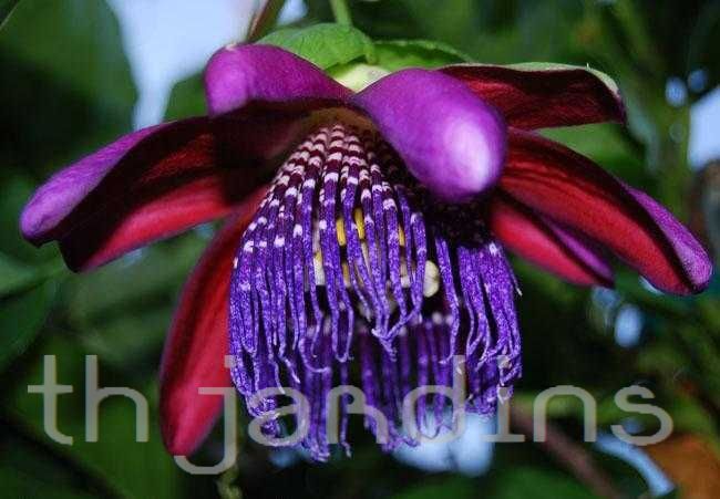 Passiflora quadrangularis, Giant Granadilla, Badea, Passion Fruit - 10 ...