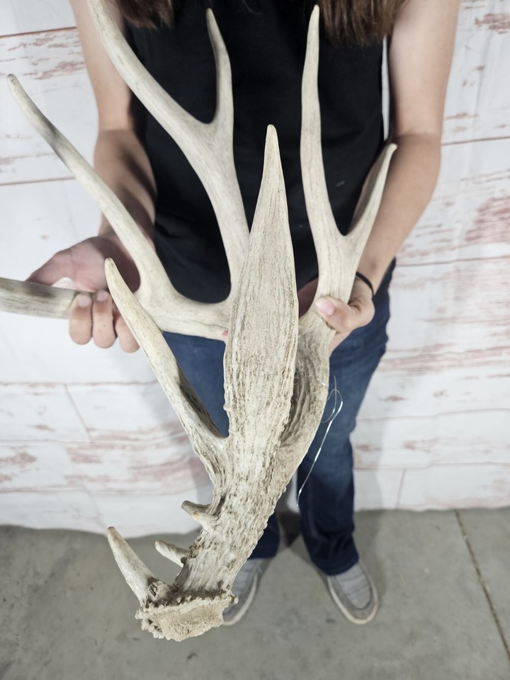 Wild Whitetail Deer Antler Horn Rack Decor IA 10 Point 94" Man Cave ...