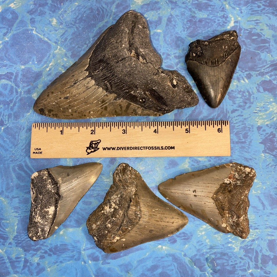 MEGALODON SHARK TEETH 1 POUND FRAGS TEETH MEG SCUBA DIVER DIRECT FOSSIL ...