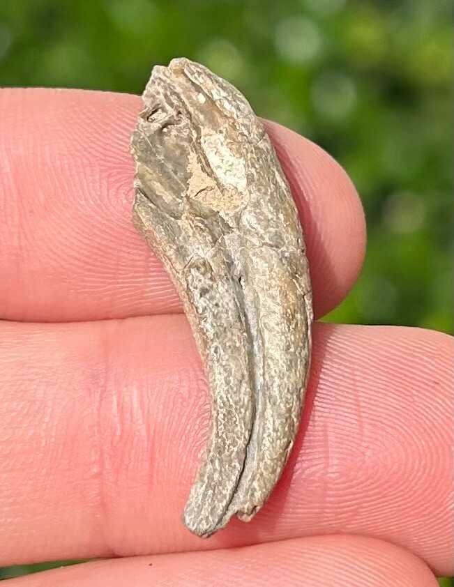 NICE Theropod Dinosaur Claw Fossil from Niger Dino Bones Kryptops ...