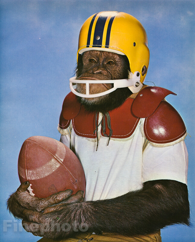 1959 Vintage MONKEY HUMOR Chimpanzee Football Sports Athlete Animal ...