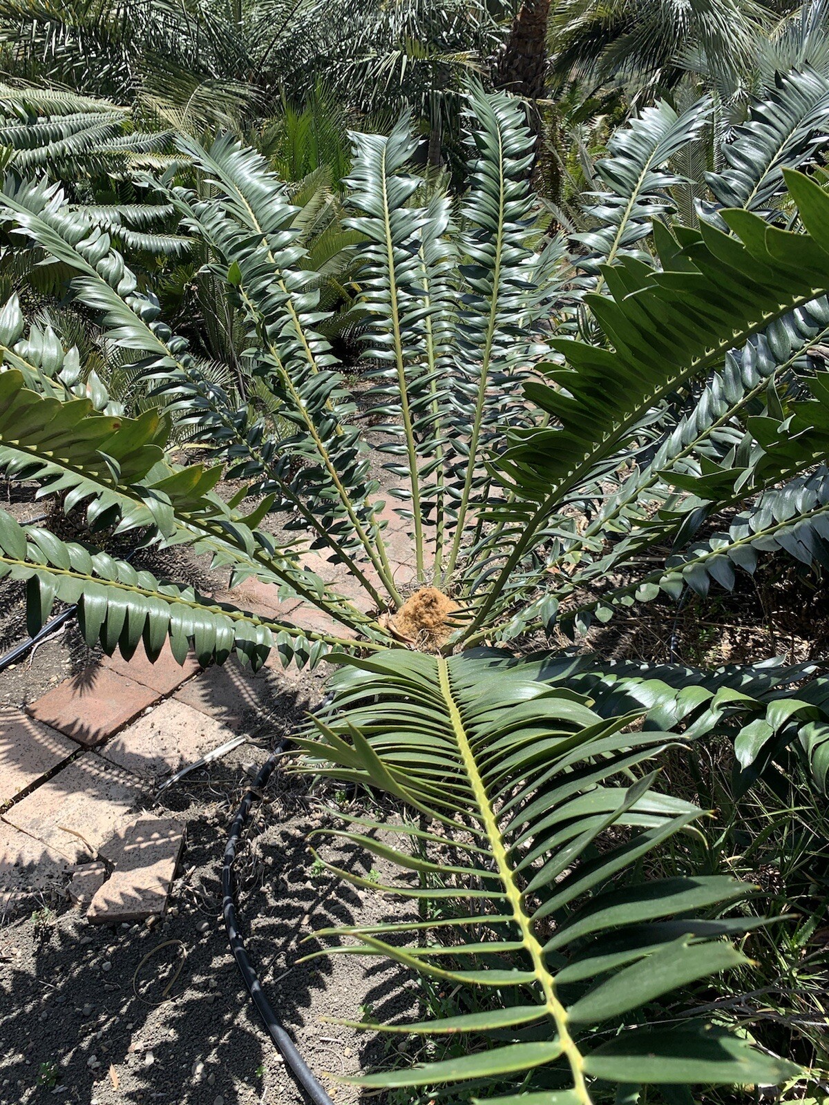 Encephalartos Horridus/Woodii X Arenarius/Woodii HYBRID CYCAD Bride ...