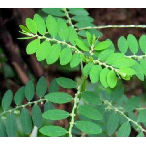 25g Phyllanthus Niruri Dry Natural Dried Herb Chanca Piedra Pure ...