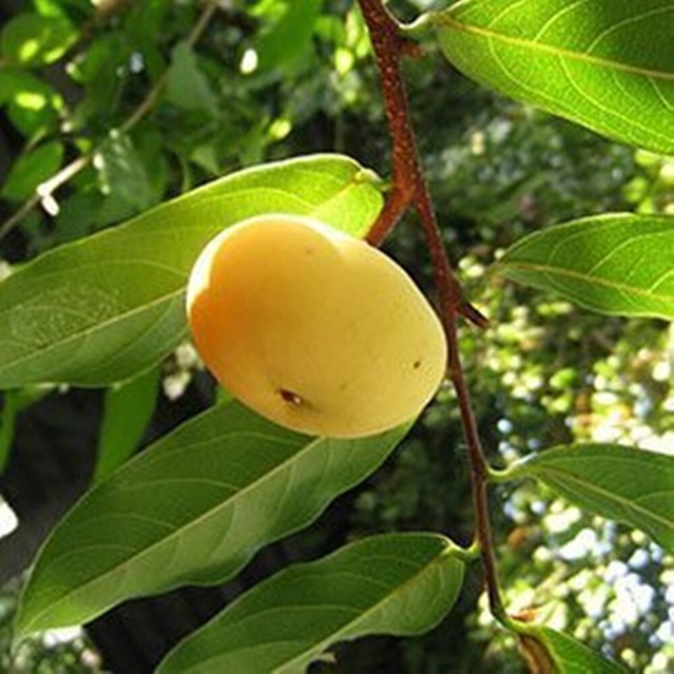 Gold Apple Plant Luuk-Jan Fruit Diospyros Decandra Tree Tropical Thai ...