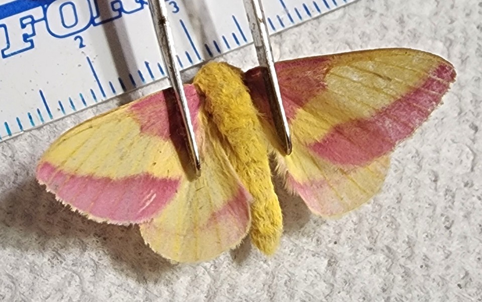 Rosy Maple Moth Dryocampa rubicunda Indiana #47E Rosey Maple Pink ...