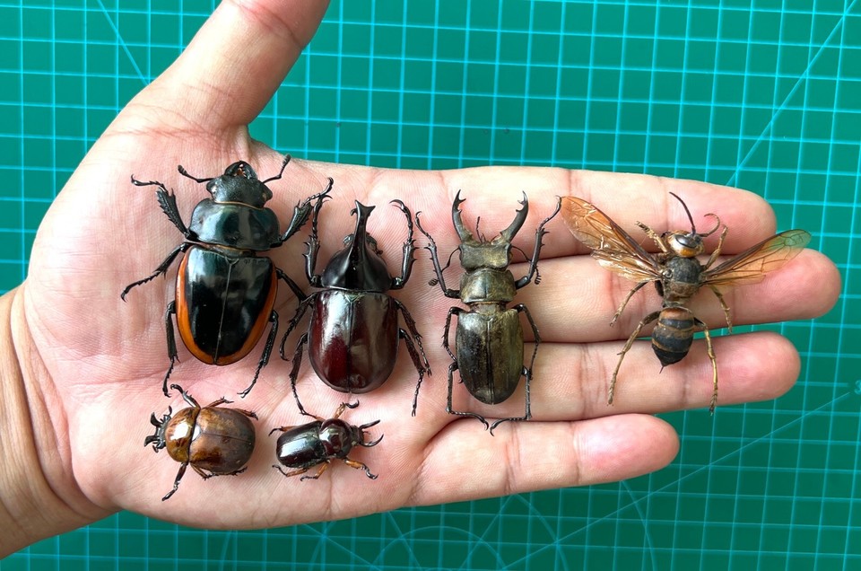 15 Beetle Insects Bugs Real Taxidermy Butterflies Dried Oddities Decor ...