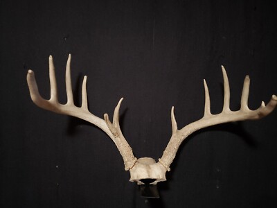 135" Whitetail Deer 11 Point Buck Antler Taxidermy Horns Shed Cabin ...