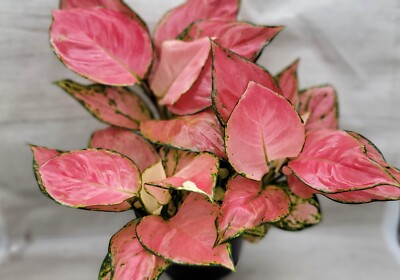 Aglaonema China red, Red Chinese Evergreen plant in 3" Pot | eBay