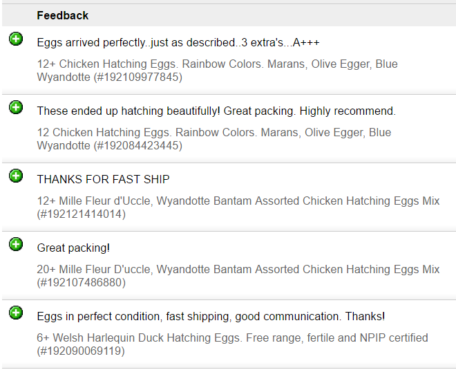 6 Show Quality Blue/Black/Splash Langshan Chicken Hatching Eggs. NPIP ...