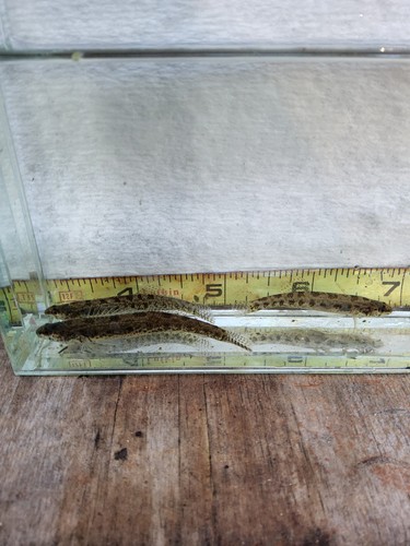 3 Swamp Darters (Etheostoma fusiforme) - Live Freshwater Aquarium Fish ...