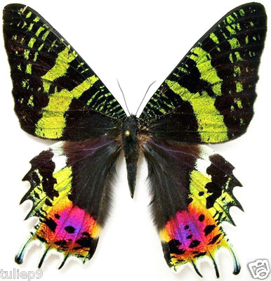 Moth - Day Moth - Urania Moth - Urania Ripheus (m) - Sunset Moth ...