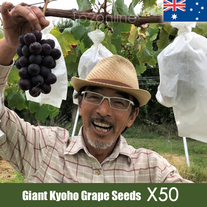 50 Giant Kyoho Grape Seeds Japanese Sweet Vine Plant Seed RARE Heirloom ...