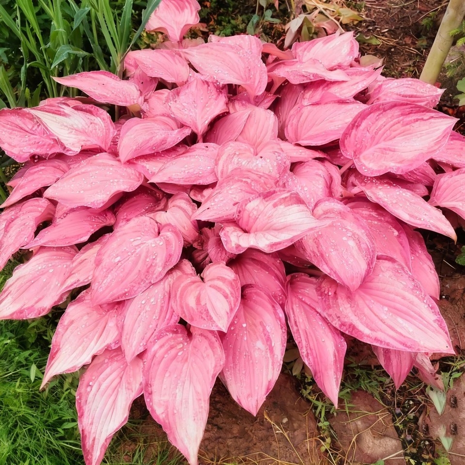 Mixrug Hosta Seeds for Planting, 297pcs Non-GMO Heirloom Perennial ...