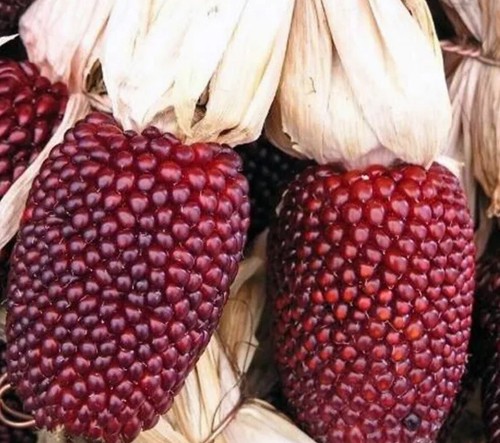 50+ SEEDS- Rare Strawberry Corn-NON GMO-Heirloom | eBay