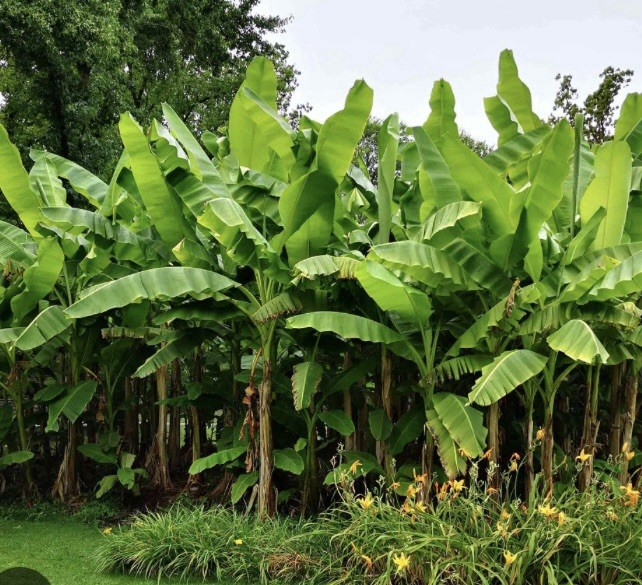 Full Size Giant Cavendish Banana Plant Tree Bulb. 1 Medium Size Bulb | eBay