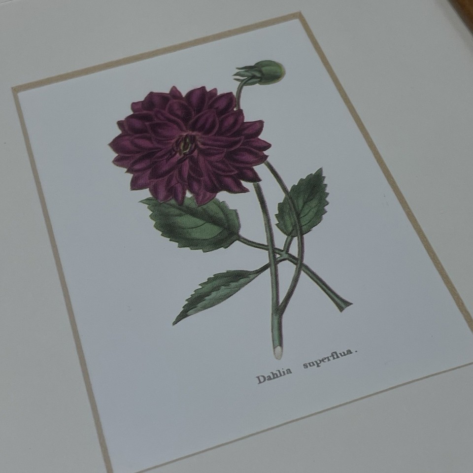 Framed Botanical Print “Dahlia superflua” 8x9” Wooden Frame Floral Wall ...
