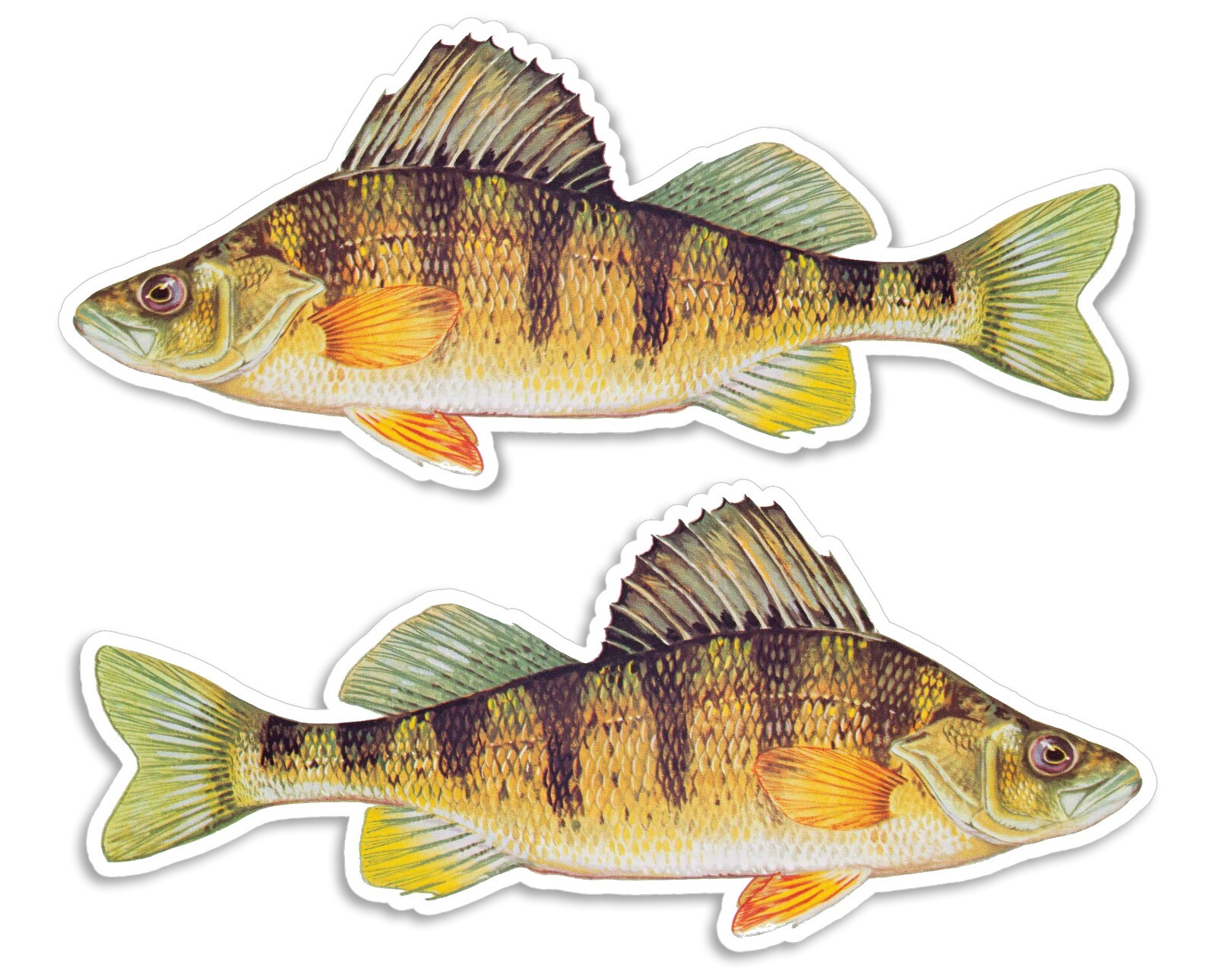2 Pack - Perch Fish Fishing Outdoors Vinyl Sticker Decals 4" Each | eBay