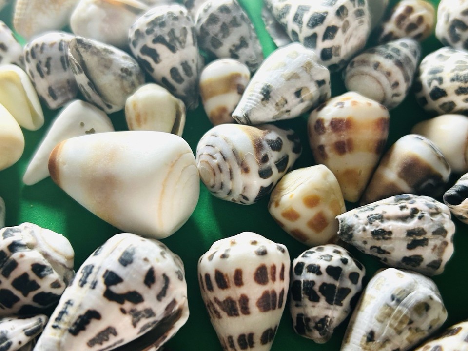 Hebrew cone & cone shell from japan Shells of Okinawa ⚠️ In bad ...
