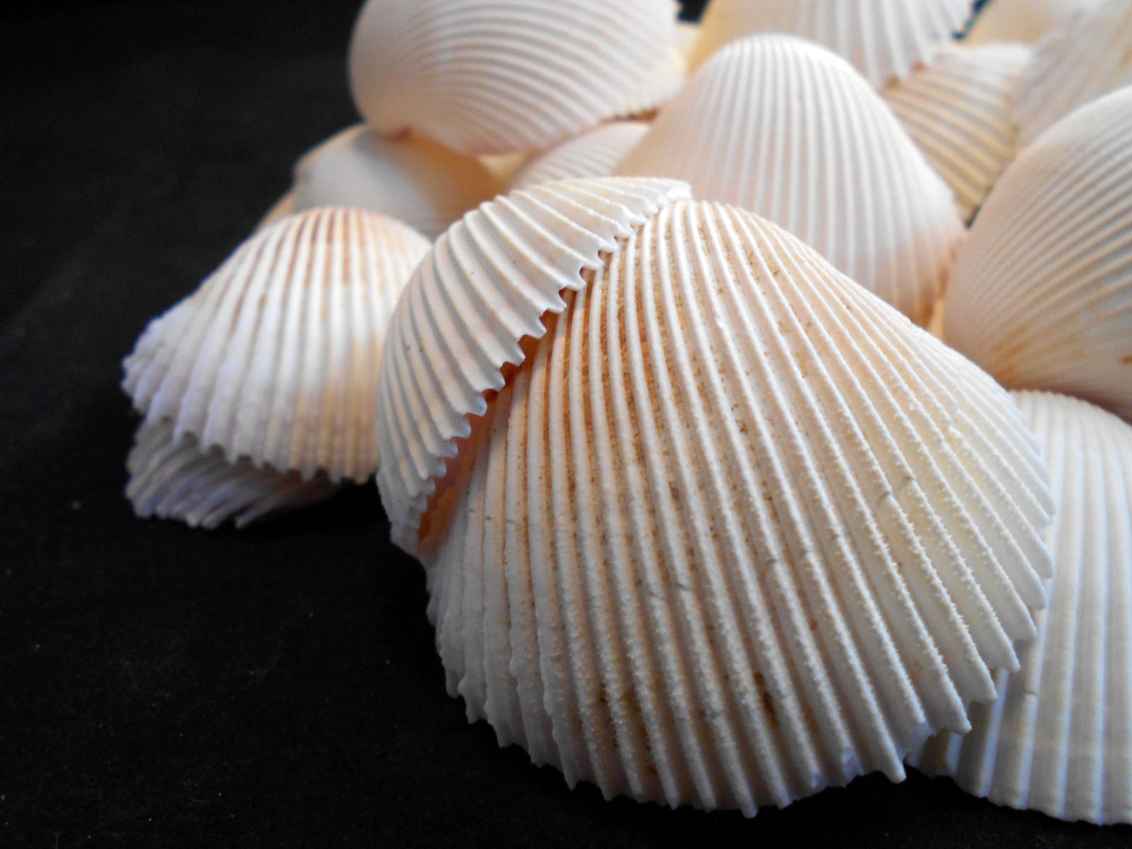 24 Beautiful Rose Cockle Shells 1-2" Beach Wedding Crafts Nautical ...