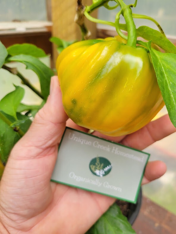 California Sunshine Bright Golden BELL PEPPER Seeds Organically Grown ...