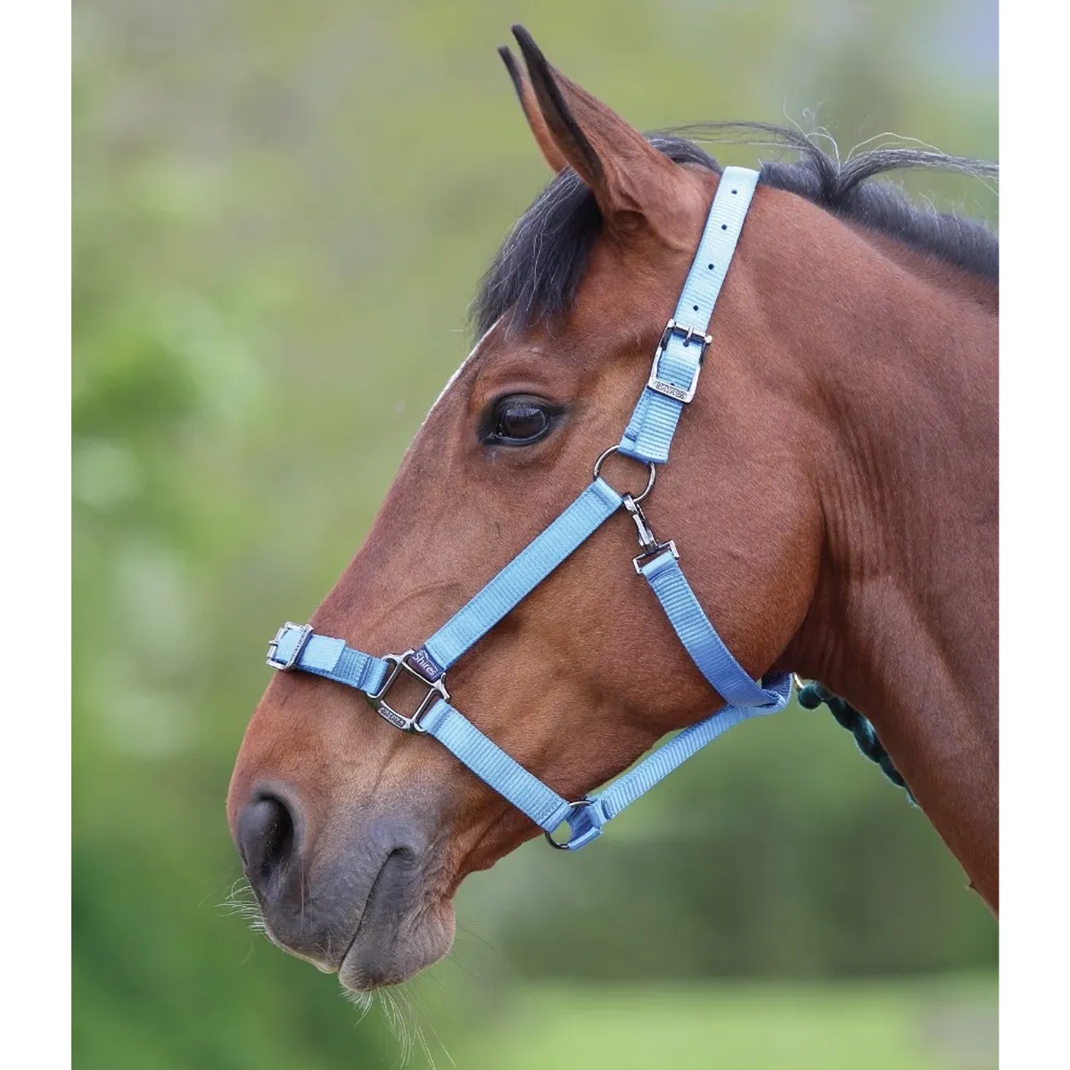 Shires Padded Horse Pony Plain Halter Stable Cob Headcollar Range of ...