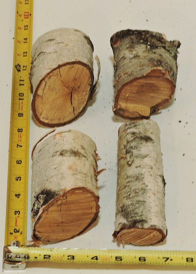 4 White Silver Birch Wood Stick Log Chunk Crafts Spalted 1 3/4~2 3/4"D ...
