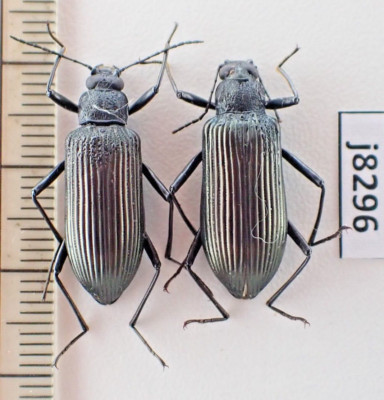 j8296. Insects, Tenebrionidae sp. Vietnam, KonTum | eBay
