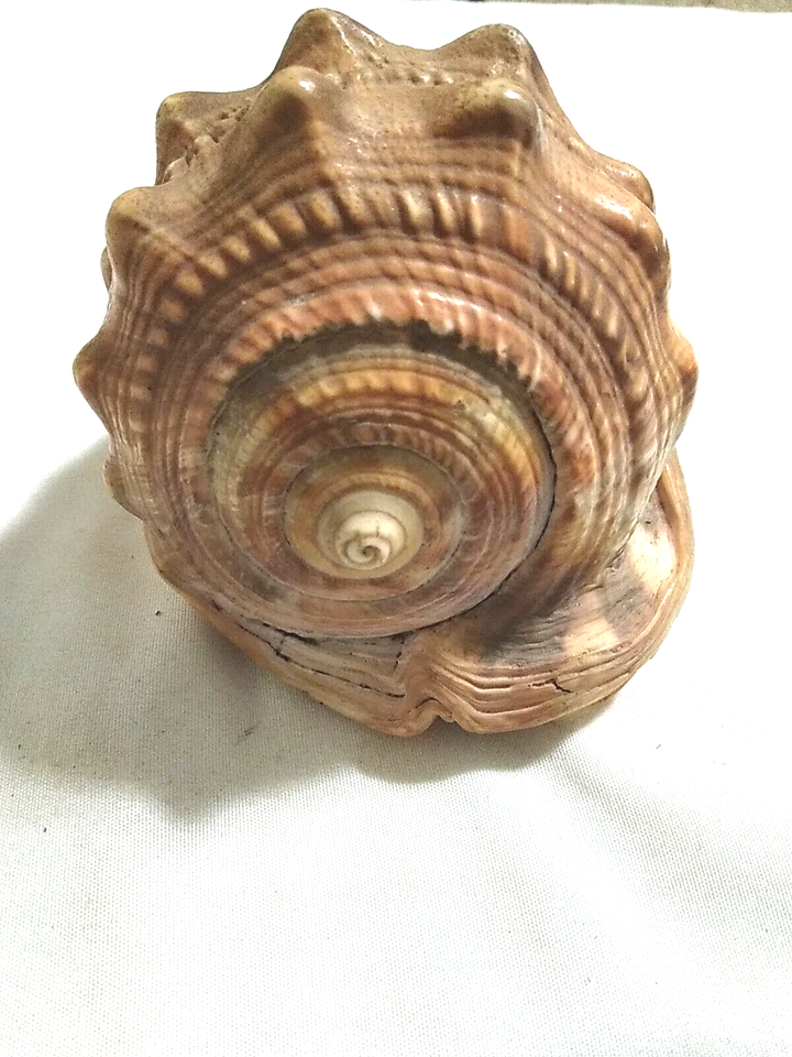 Old Antique Real CONCH Brown Tan Cream Seashell Beautiful Estate | eBay