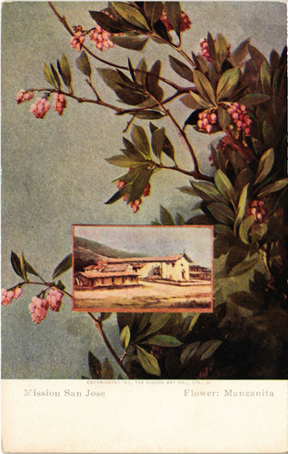 PC COSTA RICA MISSION SAN JOSE MANZANITA FLOWER Vintage Postcard ...