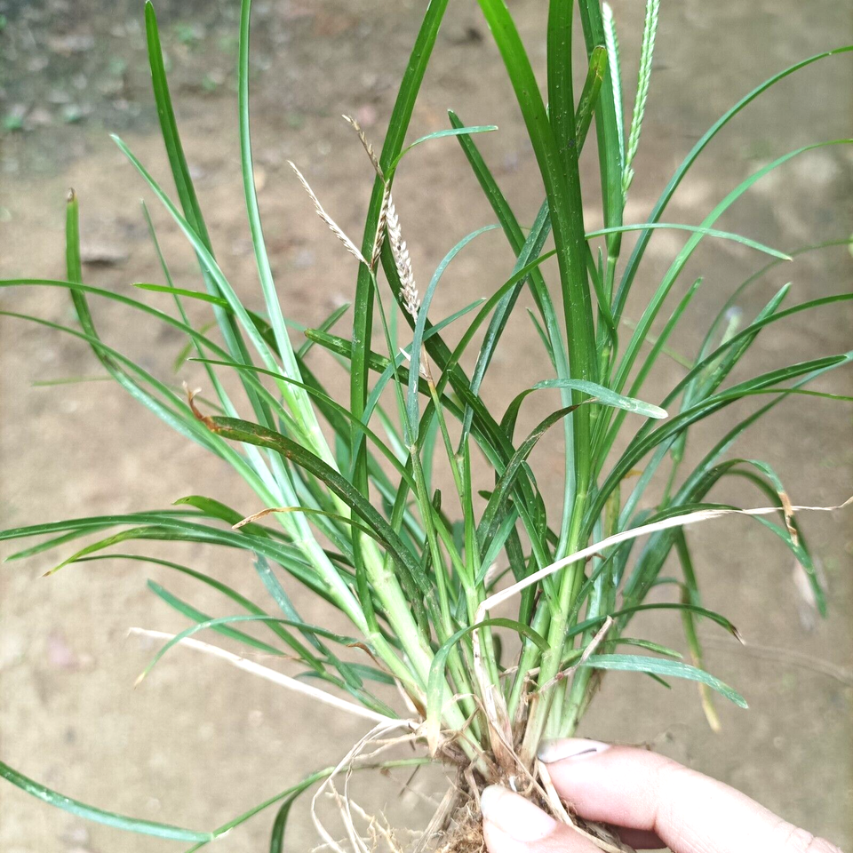 Ayurvedic Dry Paragis Plant 2oz Eleusine Indica Goosegrass Family ...