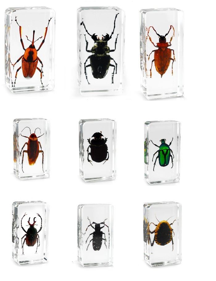 Real Office Insect Paperweight Beetles Bugs Cockroach Specimens ...