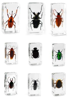 Real Office Insect Paperweight Beetles Bugs Cockroach Specimens ...