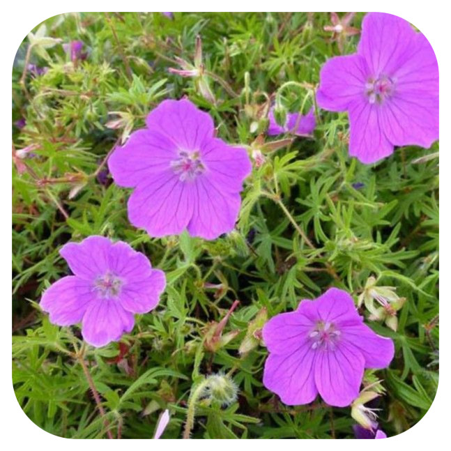 Hardy Geranium sanguineum 'Vision Violet' x 3 Large Plug Plants Hardy ...