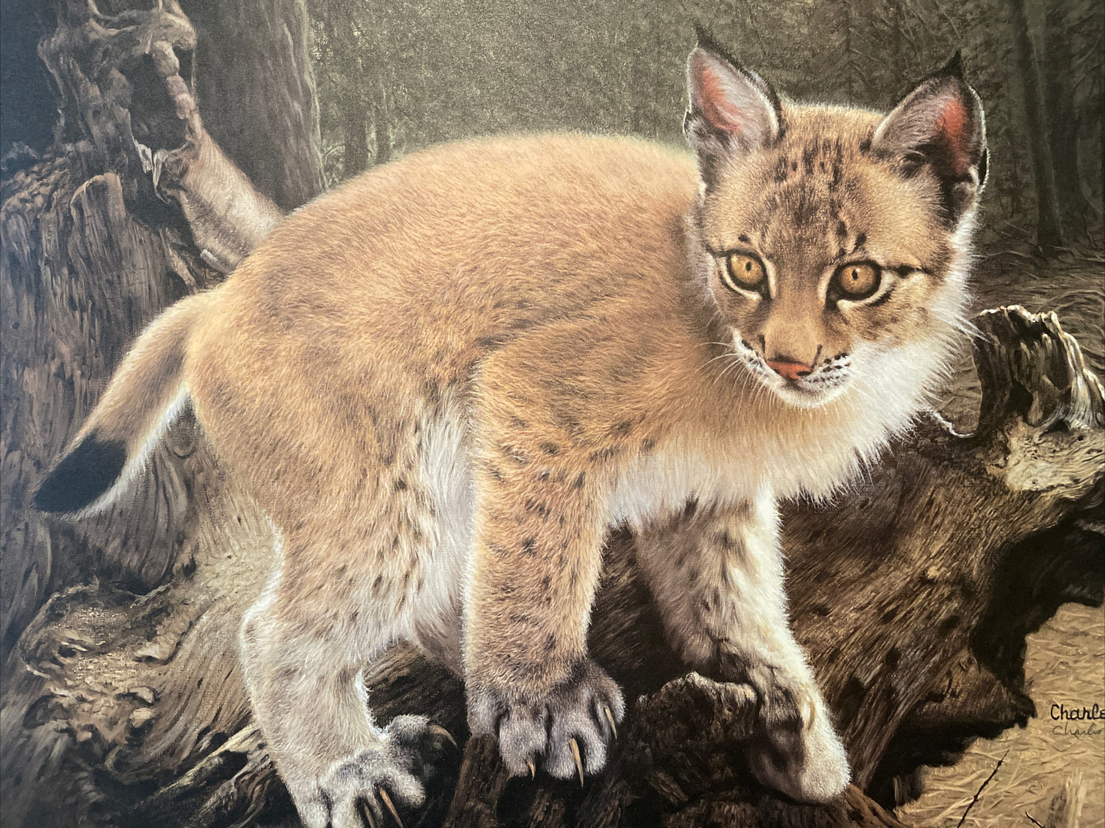 “Syberian Lynx Cub” by Charles Frace Limited Edition Signed / Numbered ...