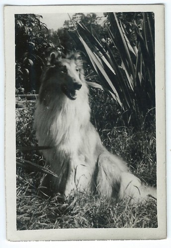 photo snapshot un chien Colley - Lassie - dog photo vintage 1950 | eBay