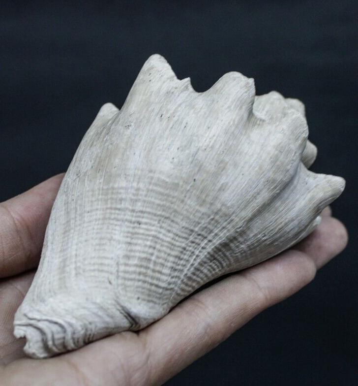 240GR Natural Rough Strombus Mollusca Sea Shell Fossil Gastropoda | eBay