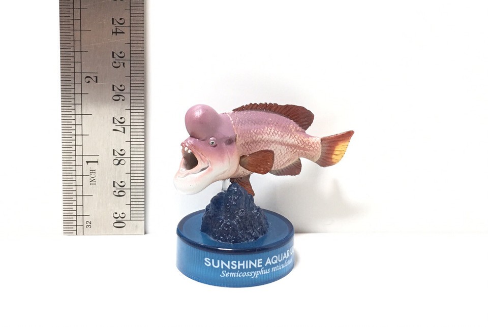 RARE Kaiyodo Sunshine Aquarium Asian Sheepshead Wrasse Fish Figure Nice ...