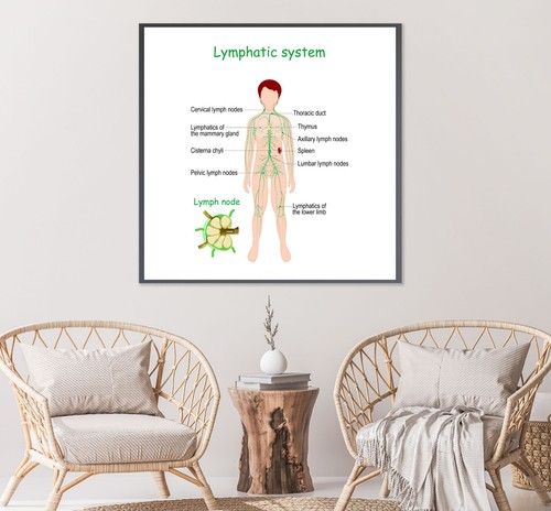 Lymphatic System II Print Premium Poster High Quality | eBay Australia