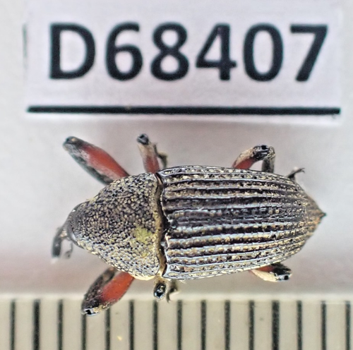 D68407. Insects, Beetles. Curculionidae sp. Vietnam, Lam Dong | eBay