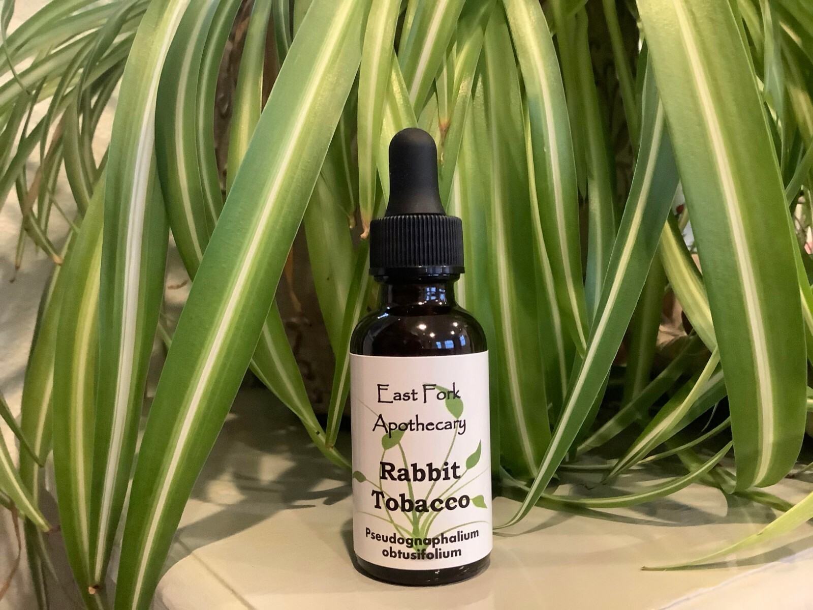 Rabbit Tobacco Tincture 1 oz. Wildcrafted | eBay