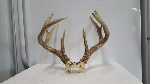 NICE double kicker WHITETAIL DEER RACK Antlers mule mount taxidermy ...