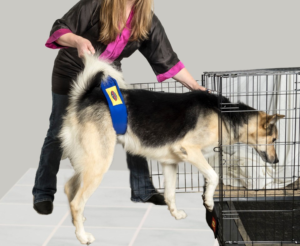 The Belly Band: Pet/Dog Grooming Safety Harness Restraint Loop Band | eBay