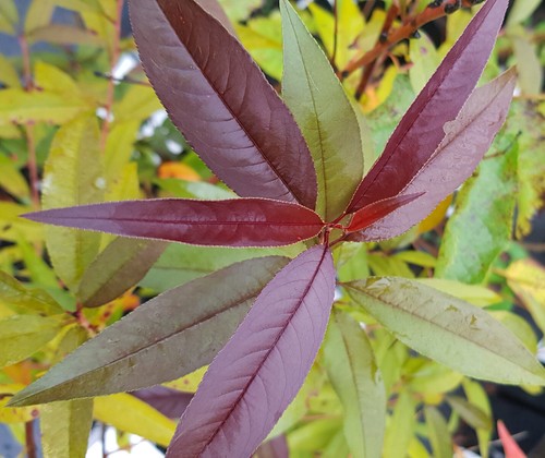 Prunus persica 'Rubira' (De Semis) / Pêcher pourpre / Conteneur de 2 à ...