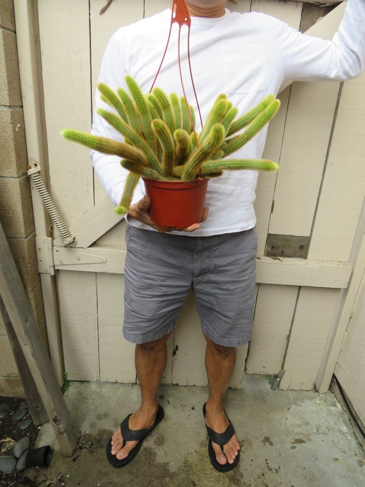 Golden Rat Tail Hildewinteria Aureispina Cactus | eBay